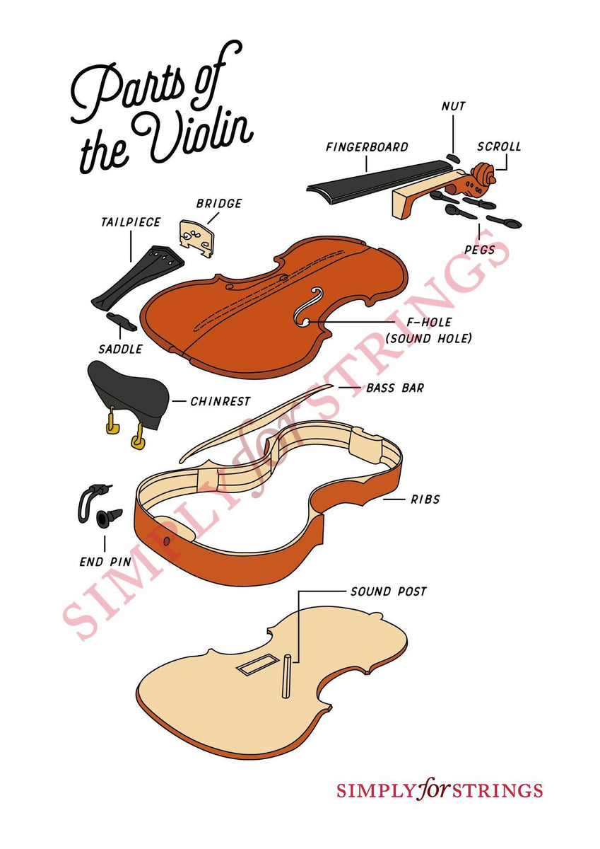 Parts of the Violin Poster - A2 Size – Simply for Strings